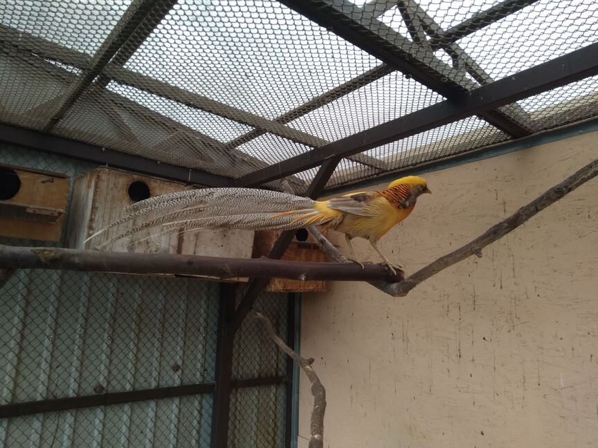 Лимонный фазан самец