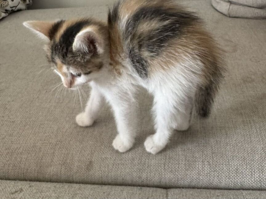 Кошка