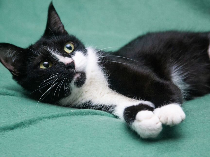 Стешенька супер ласкуша в добрые руки