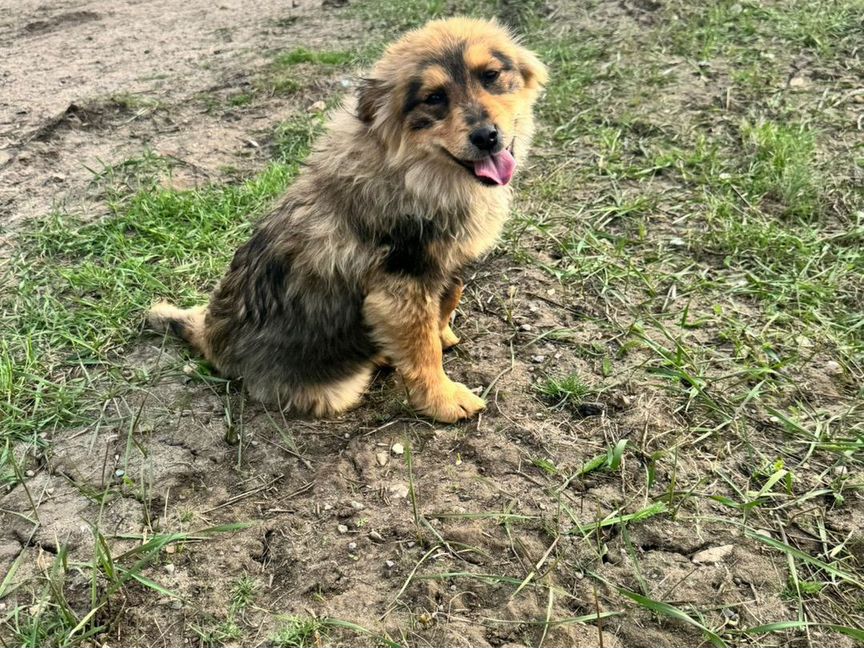 Собака в добрые руки