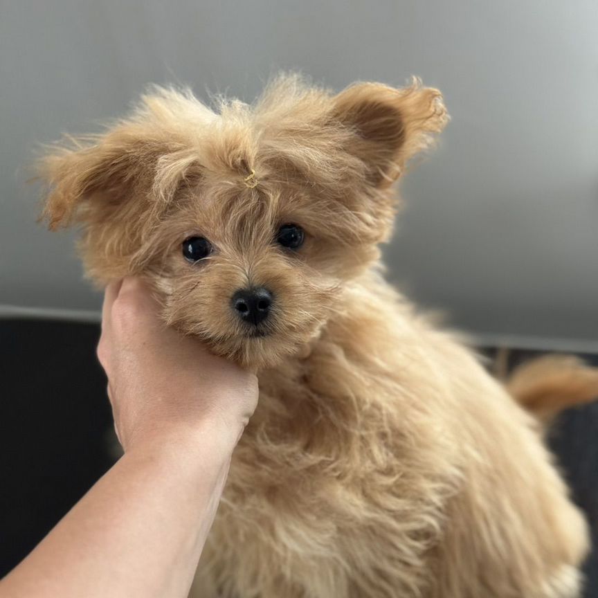 Мальтипу девочка 4 мес 1.8 кг