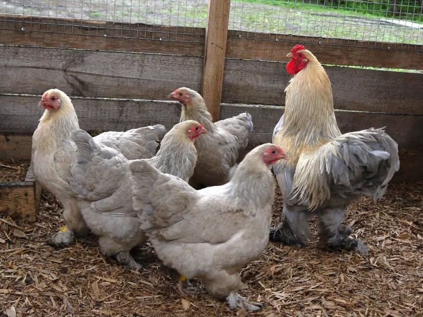 Инкубационное яйцо Брама Изабелла