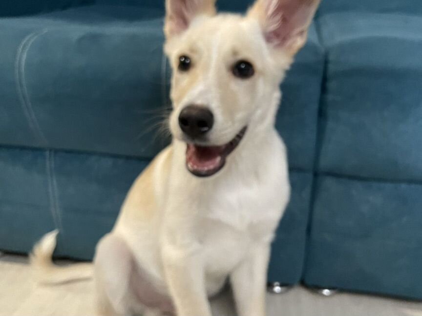 Собака в добрые руки щенок