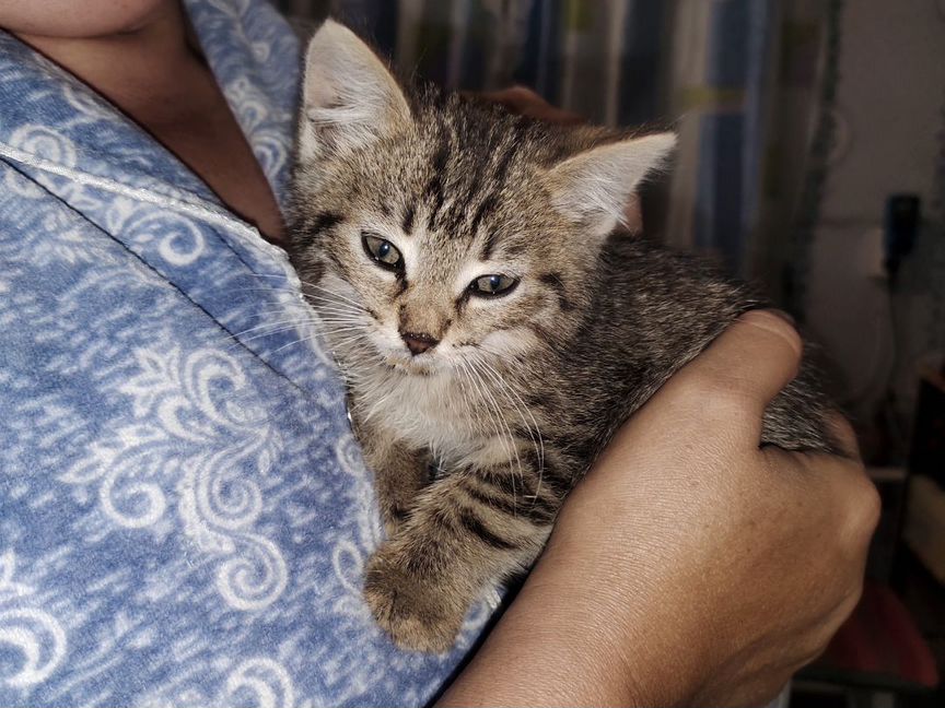 Котенок в дар бесплатно