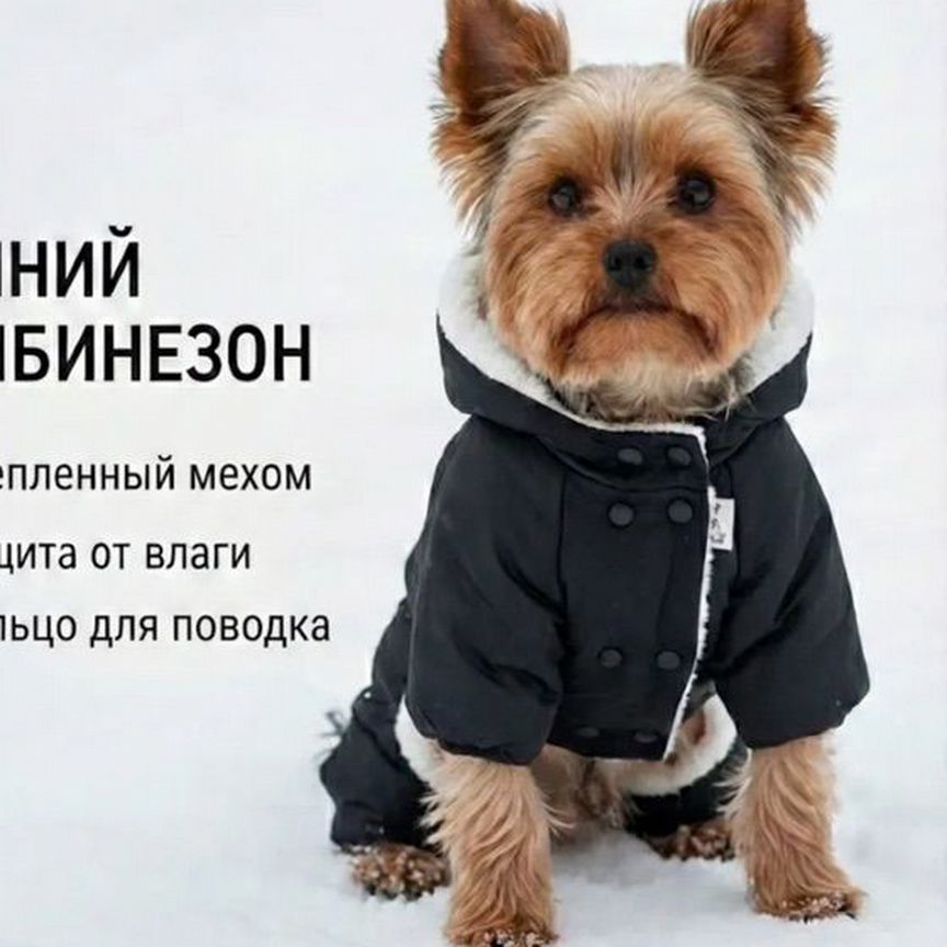 Одежда для собак