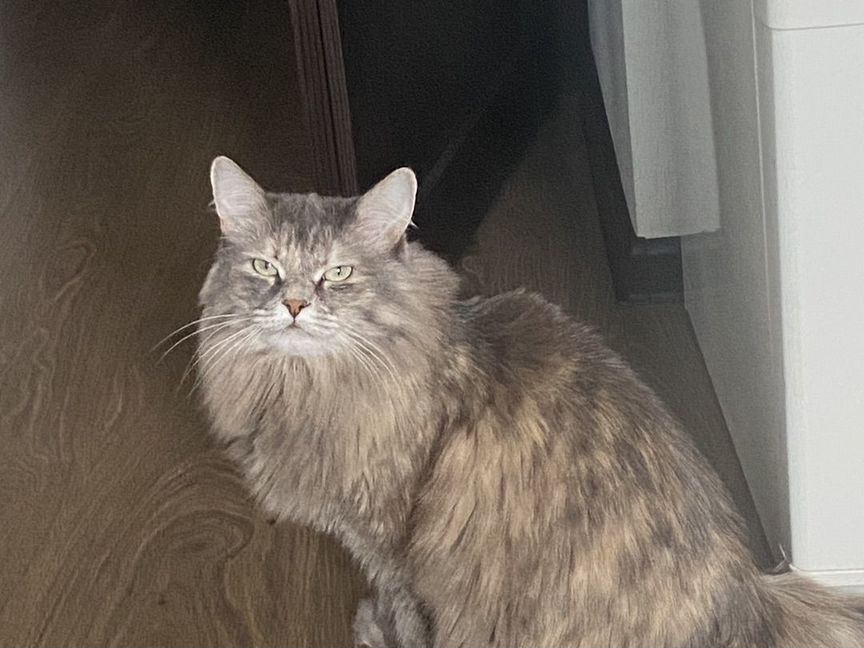 Майнкун девочка