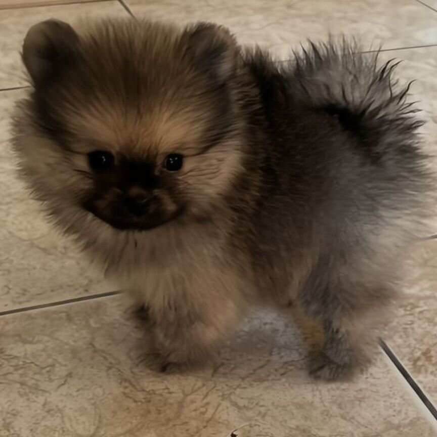 Померанский шпиц, щенок