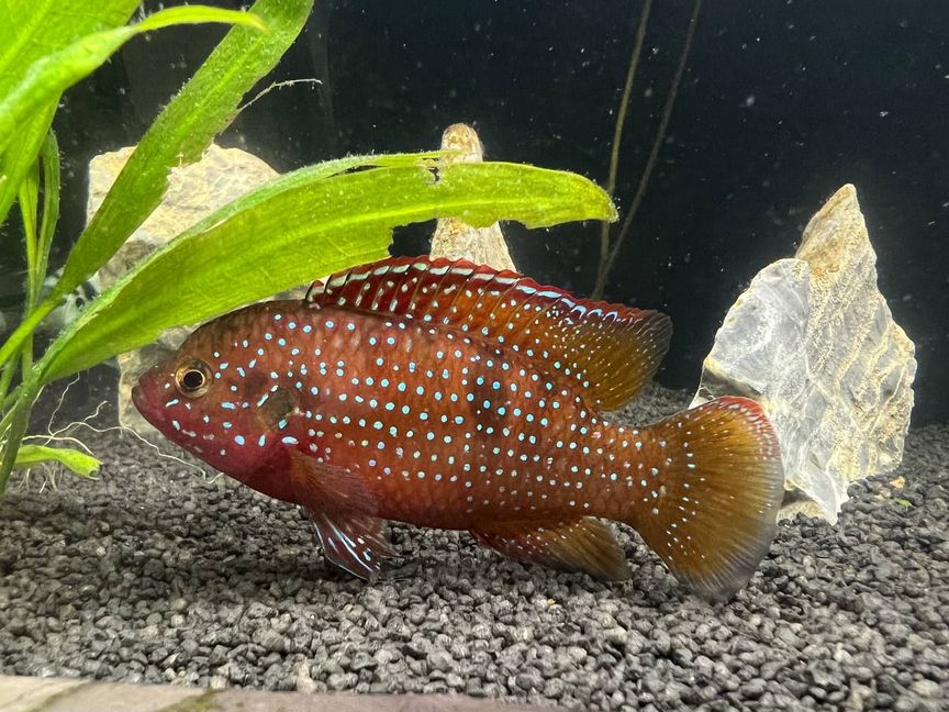 Хромис красавец