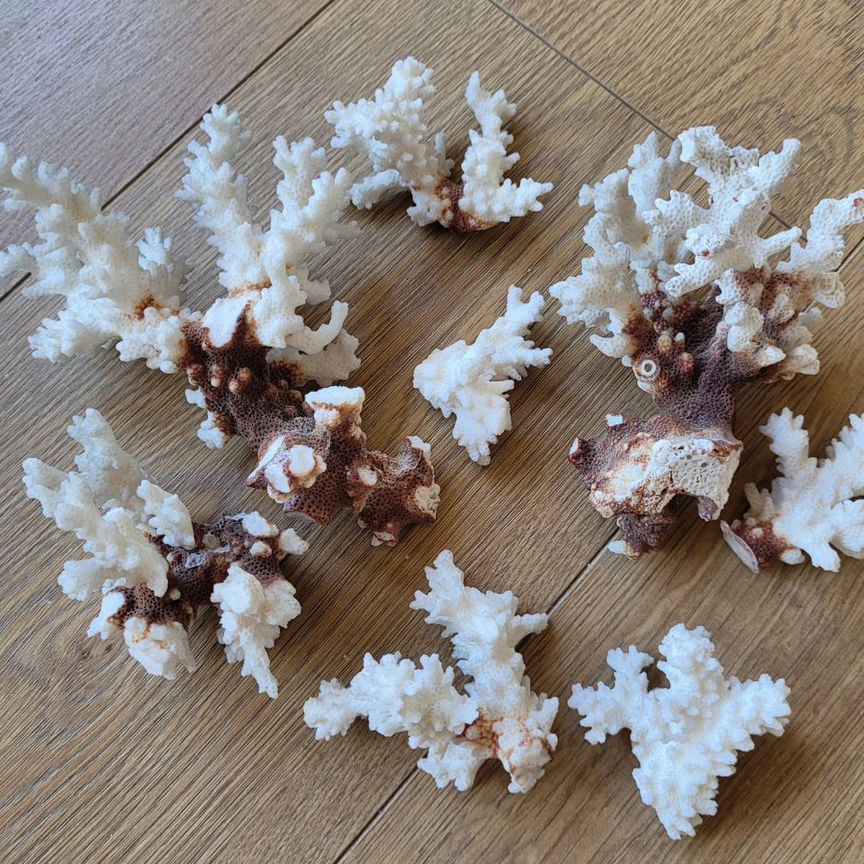 Морские кораллы