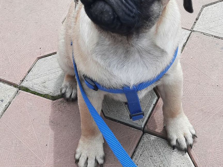 Мопс мальчик, 4 месяца