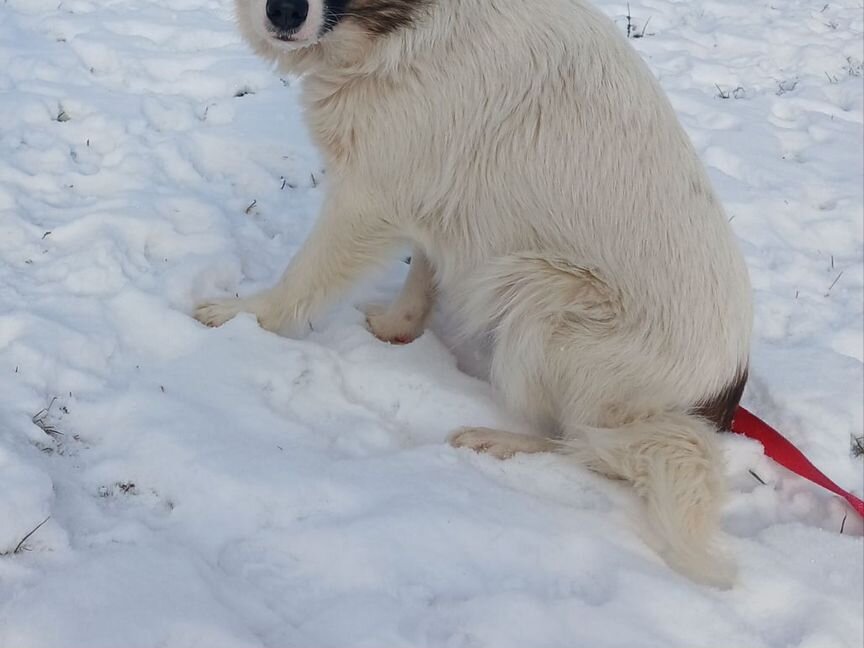 Собака Белка
