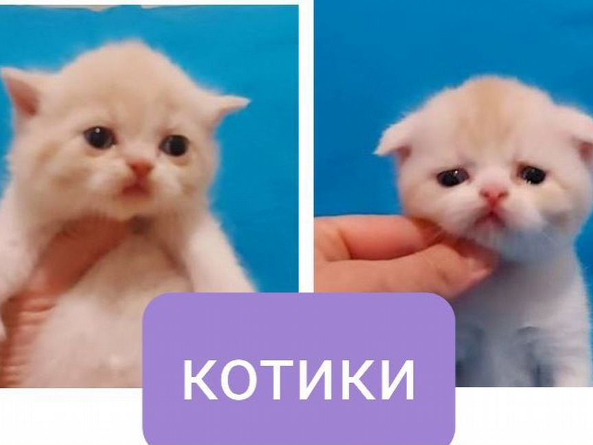 Котята-медвежата)
