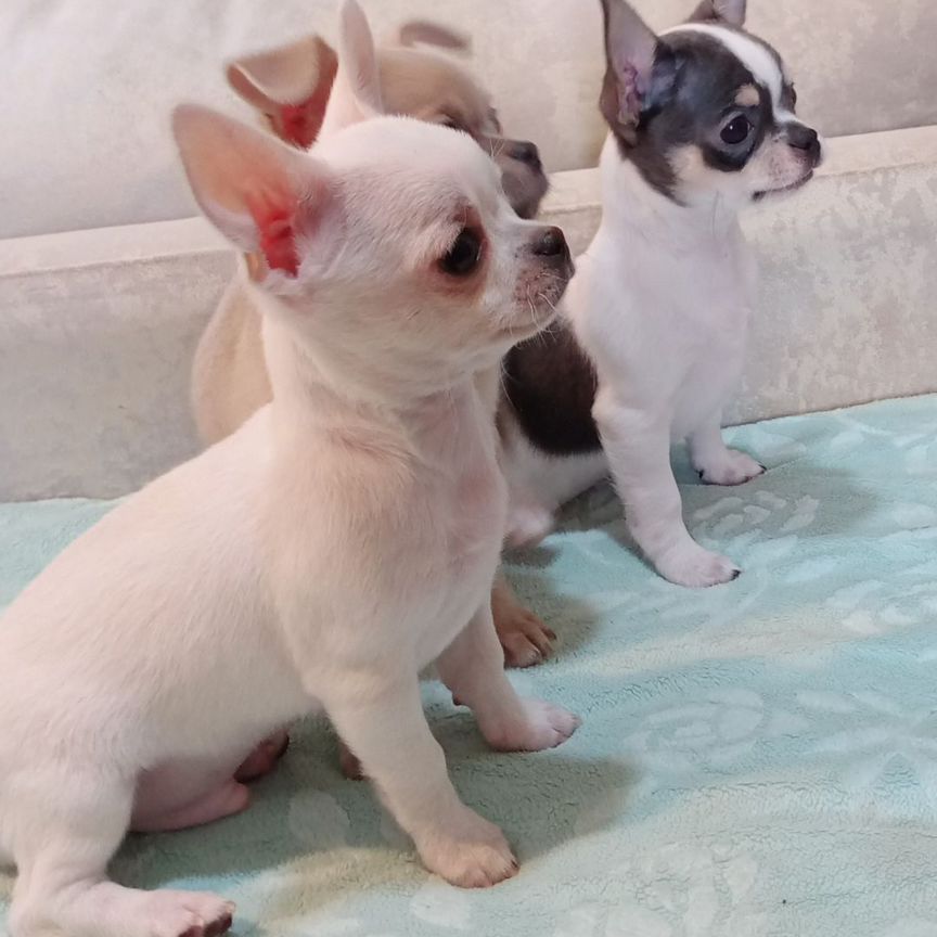 Щенки чихуахуа мини