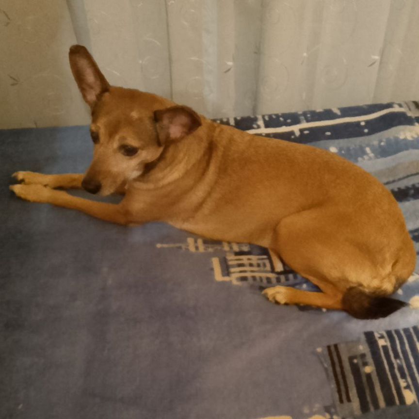 Взрослая собака в добрые руки