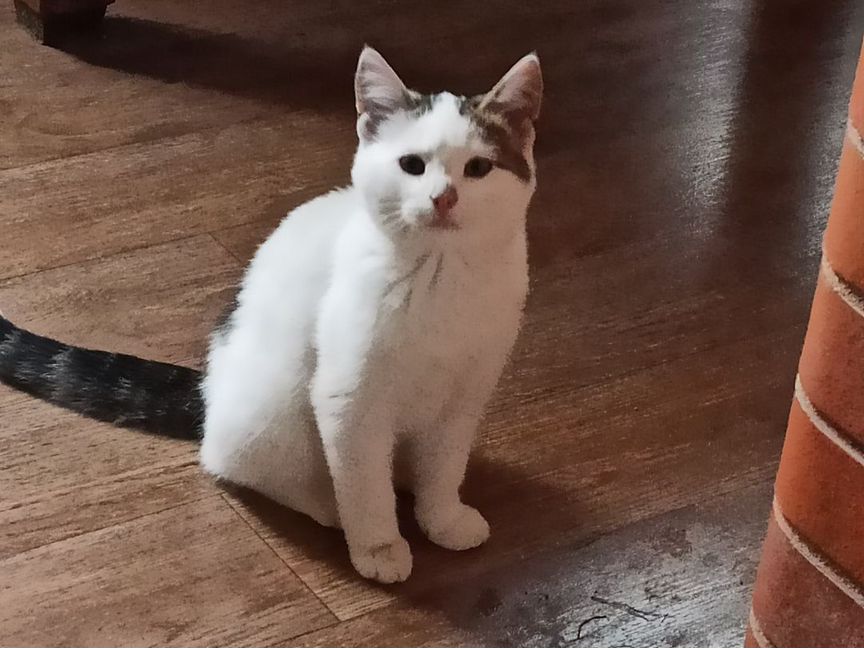 Кошка турецкая ангора