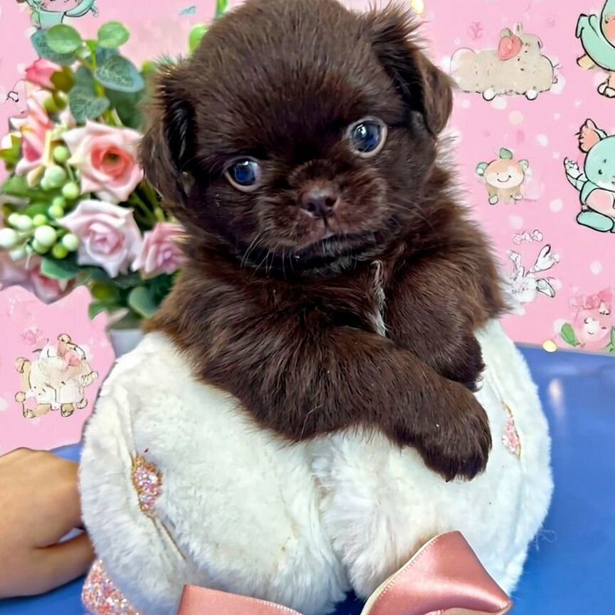 Чихуахуа, щенок