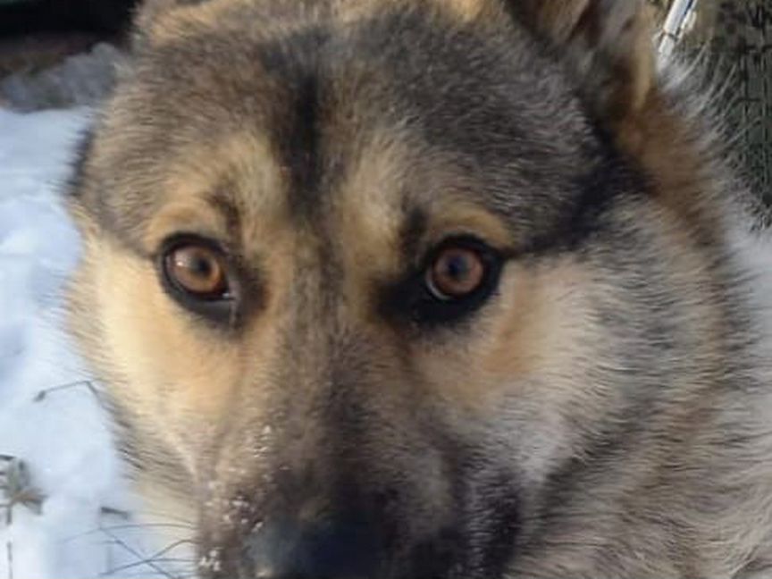 Особенный Алекс ищет дом или передержку