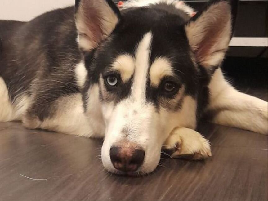 Сибирский хаски