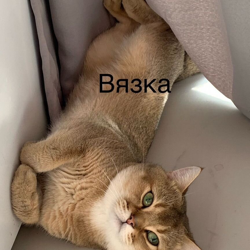 Вязка