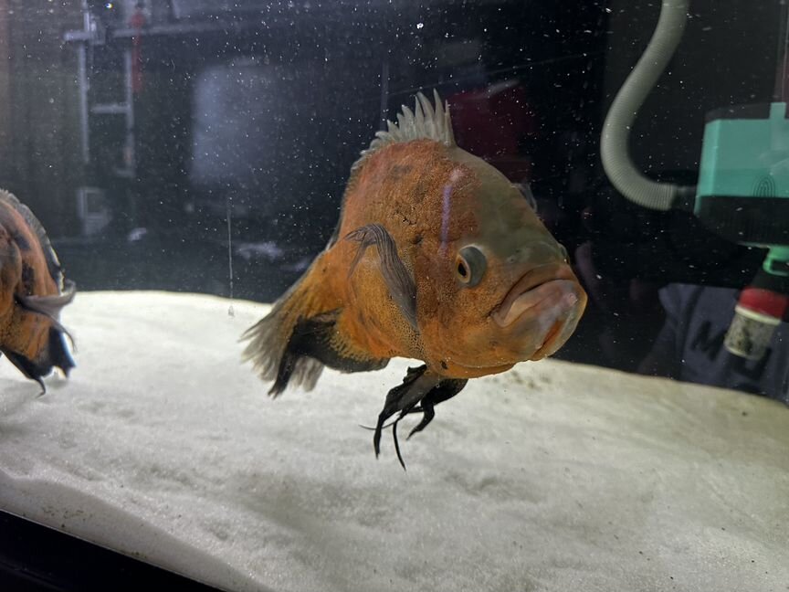 Продажа 2-х Астронотусов