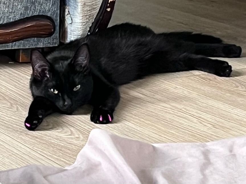 Отдам в добрые руки