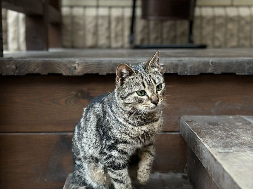 Кошка и котята ищут дом