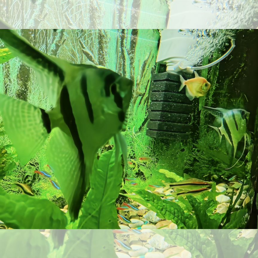 Скалярии пара