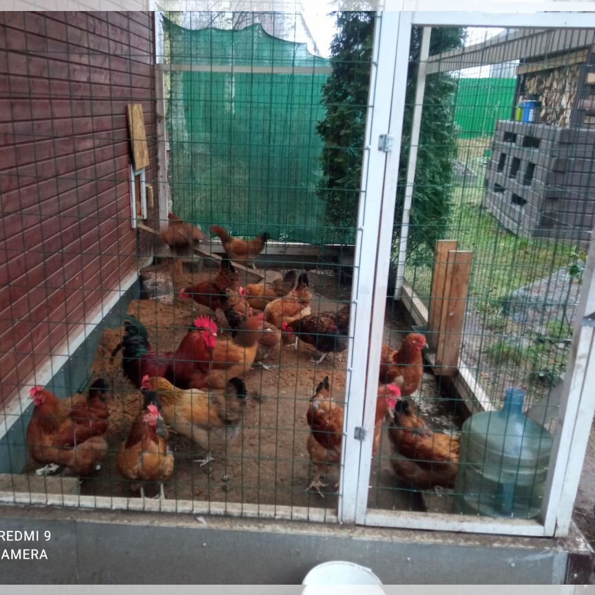 Цыплята Кучинского юбилейной