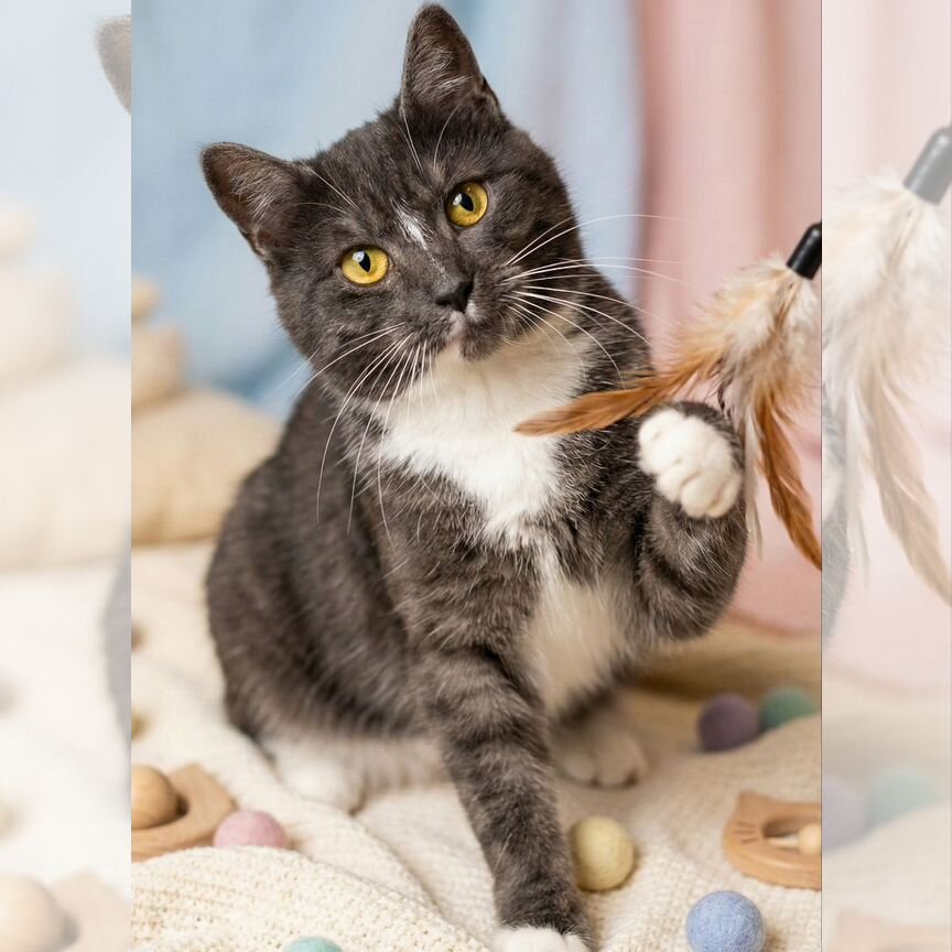 Взрослая, кошка в добрые руки