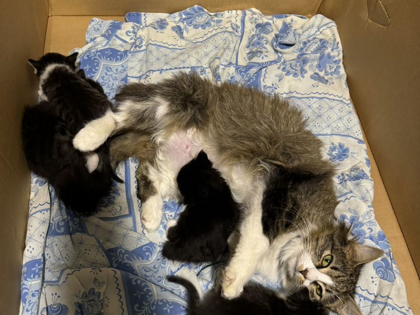 Котята, отдам в добрые руки