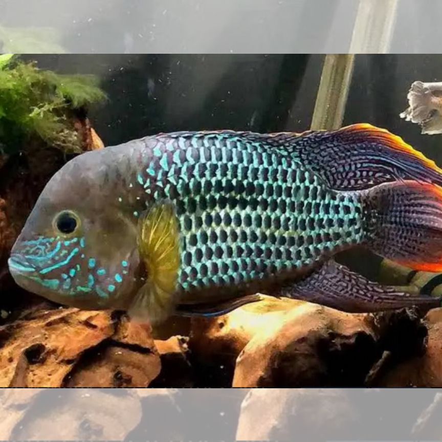 Бирюзовая Акара