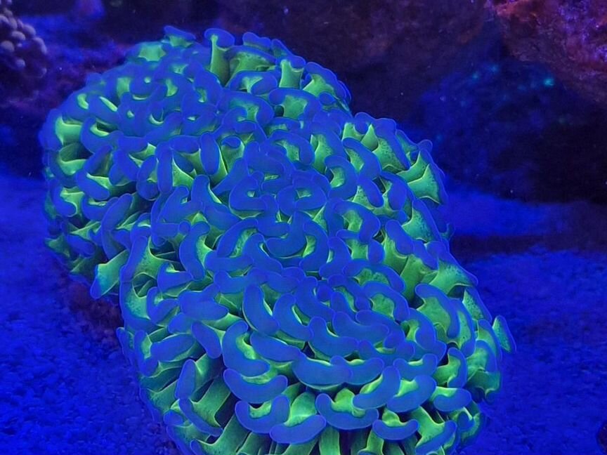 Коралл Эуфиллия Анкора (Euphyllia Ancora)