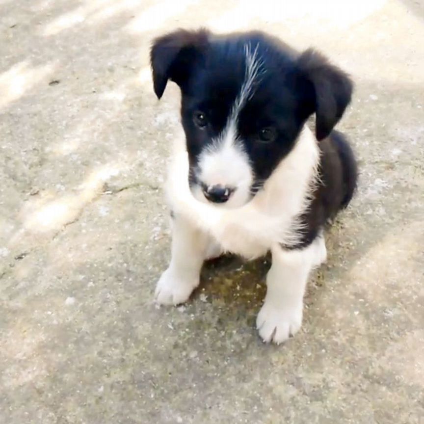 Щенок в добрые руки