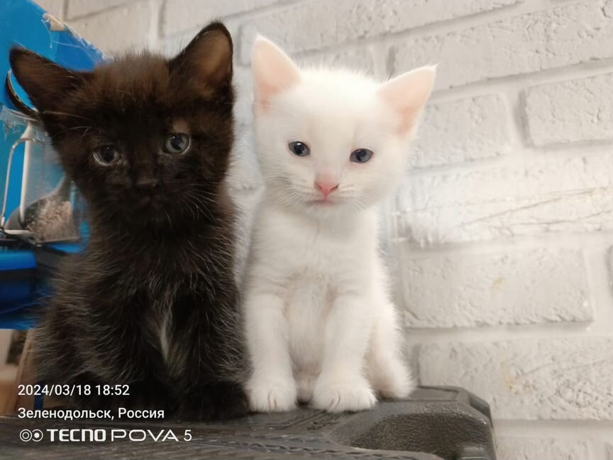 Котята