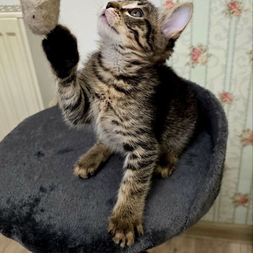 Британский короткошёрстный котёнок