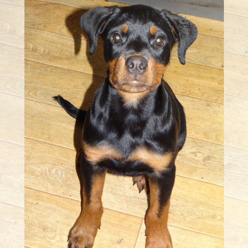 Ротвейлер, щенок
