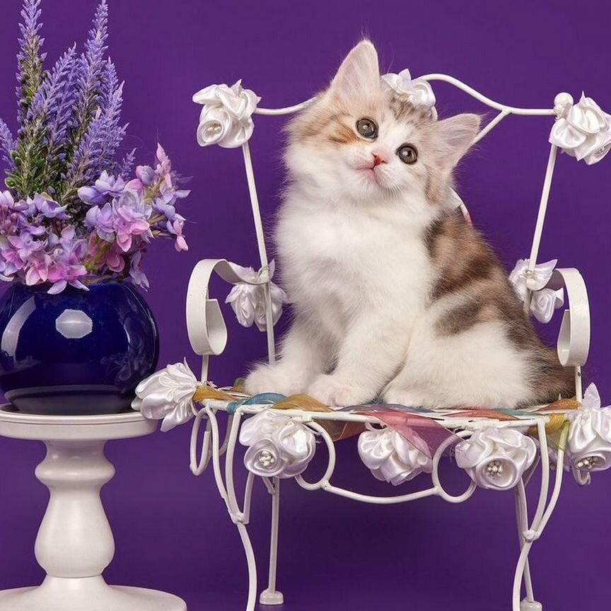 Тайна. Котёнок курильского бобтейла