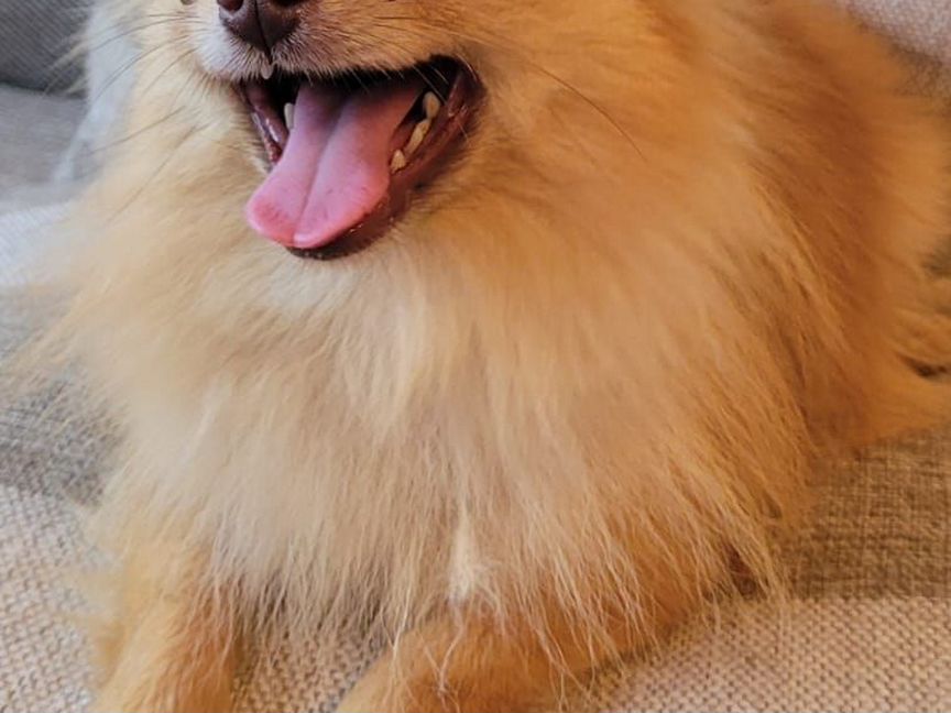 Померанский шпиц