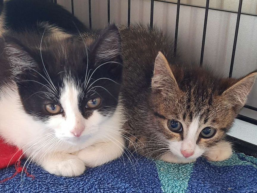 Котята в добрые руки бесплатно