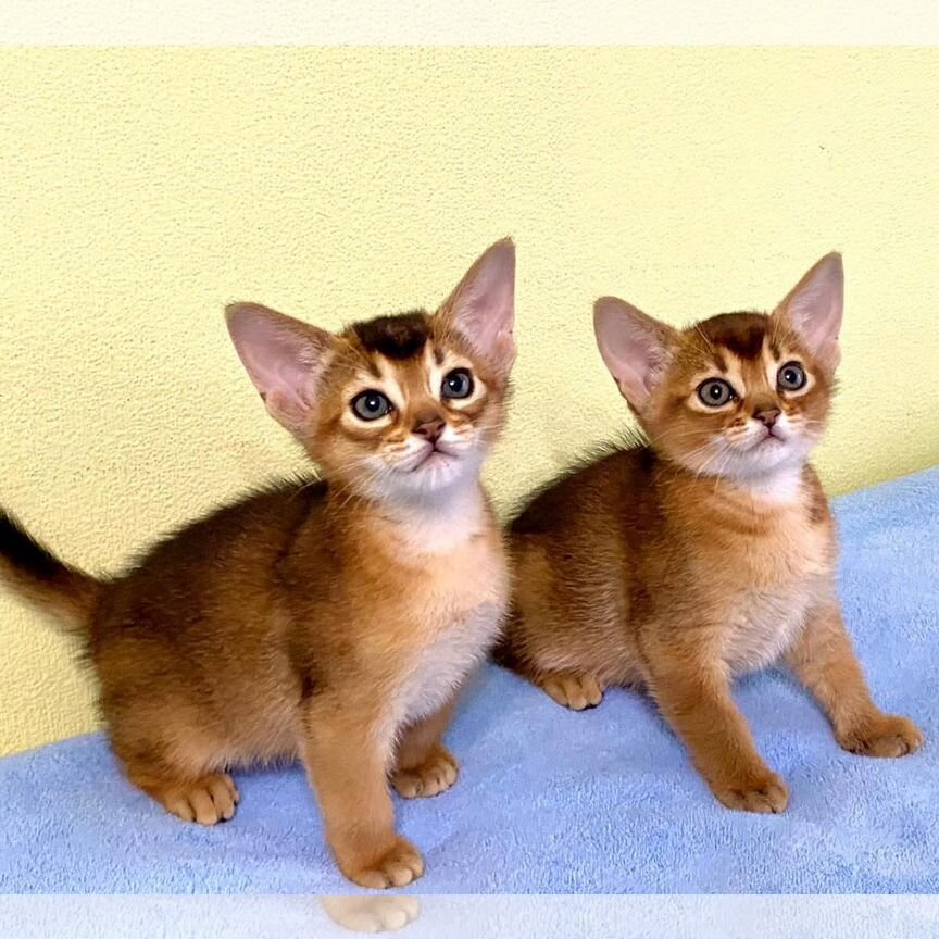 Абиссинский котёнок
