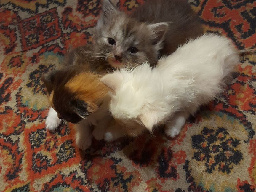 Котята в добрые руки