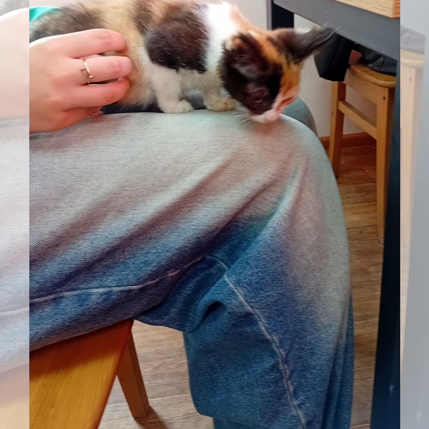 Отдам котенка в добрые руки