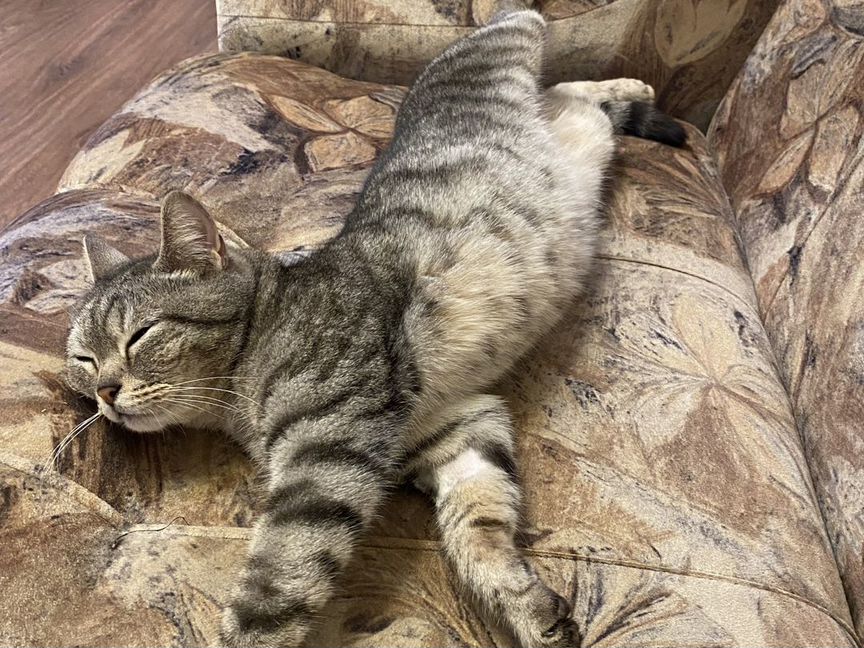 Котик в добрые руки