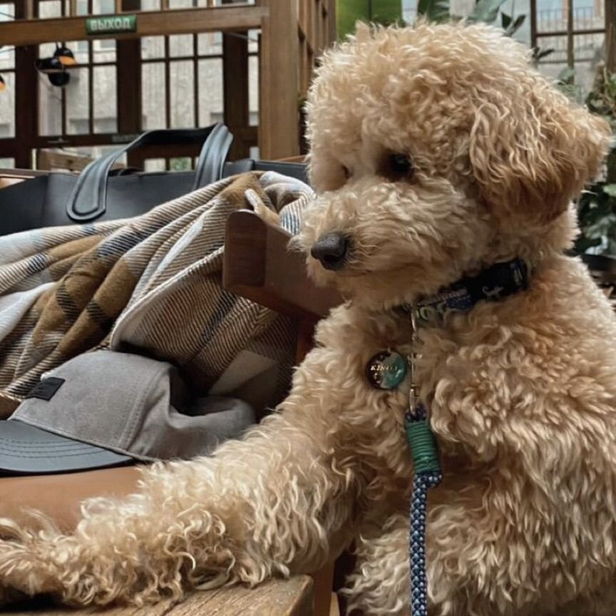 Карликовый пудель