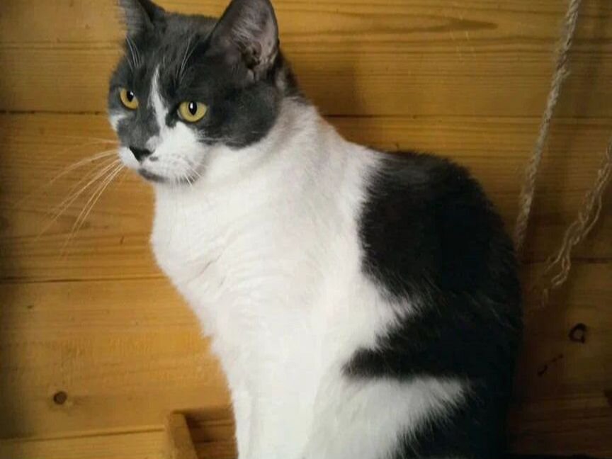 Ласковой Доме нужен дом. Лесной приют