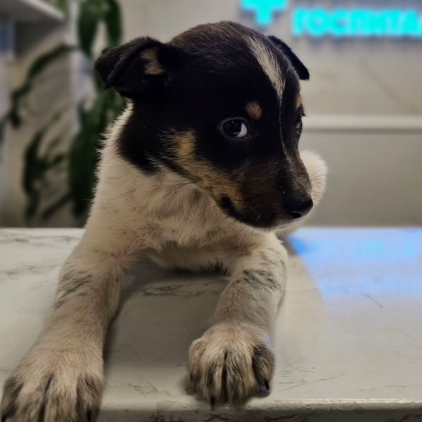 Щенок в добрые руки