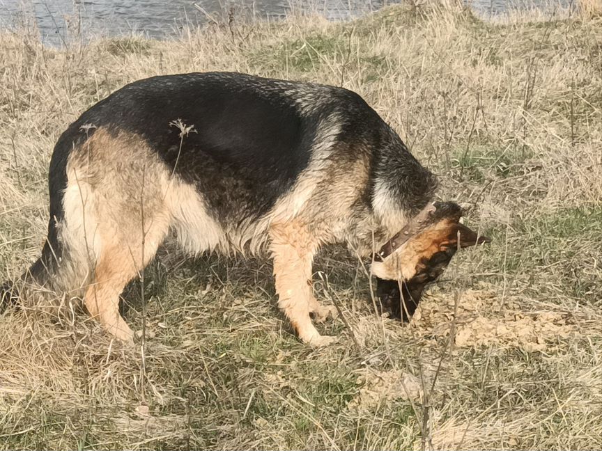 Щенки немецкой овчарки