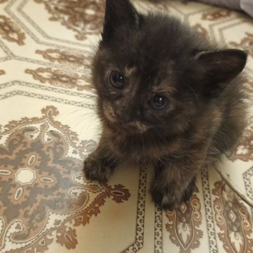 Котята в добрые руки отдам