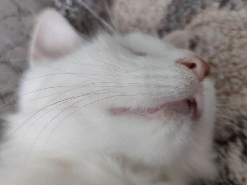 Турецкий ван