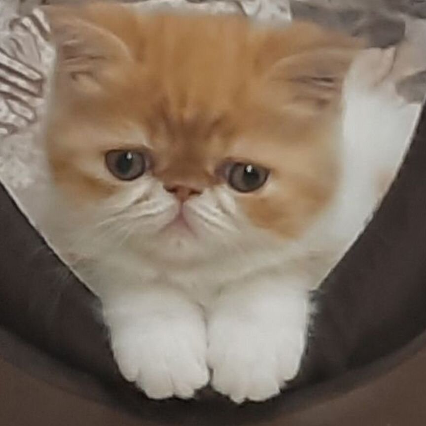 Экзотический короткошёрстный котёнок